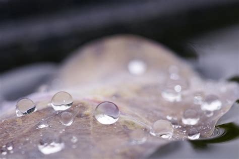 細雨 凝 派脆客 Lee Flickr
