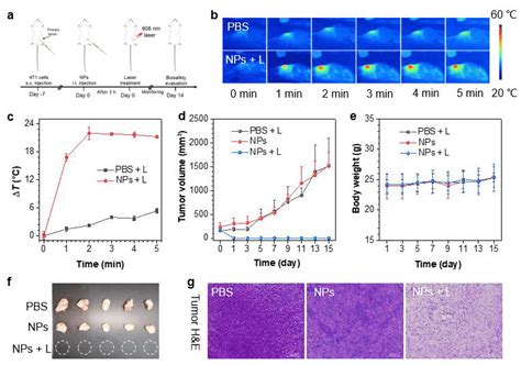 A Schematic For Photothermal Therapy PTT In Living Mice B