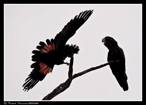 Red Tailed Black Cockatoo Birdforum