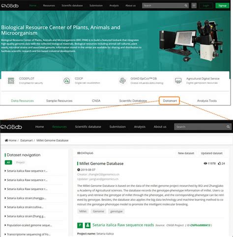 Home Page Of Millet Genome Database Accessed From China National