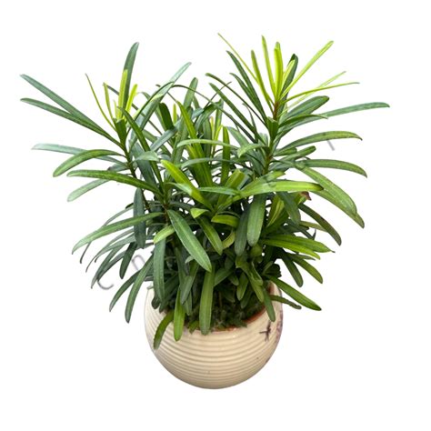 Podocarpus Macrophyllus Cny Chengtai Nursery Podocarpus Macrophyllus Cny Chengtai Nursery