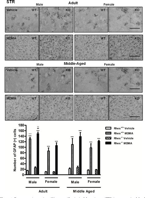 Figure 1 From Lack Of Rhes Increases Mdma Induced Neuroinflammation And Dopamine Neuron