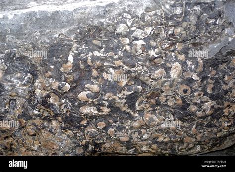 Bivalve Fossils In Middle Jurassic Lias Limestone Outcrop Loch Slapin