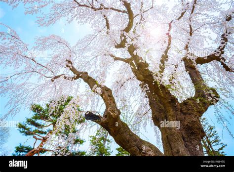 Hirosaki Japan April 23 2018 The Fujita Memorial Japanese Garden