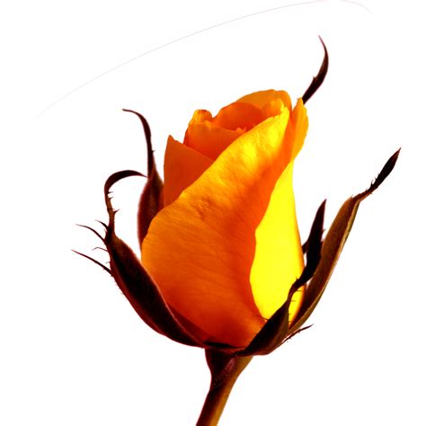 Icono Amarillo Flor 24560371 Png