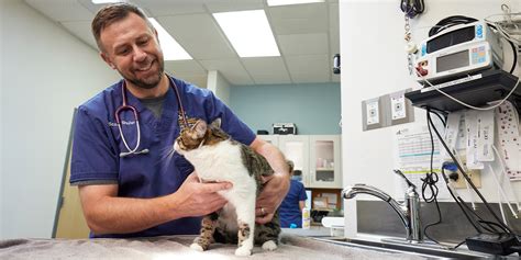 Vet Near Me 97210 Northwest Neighborhood Veterinary Hospital
