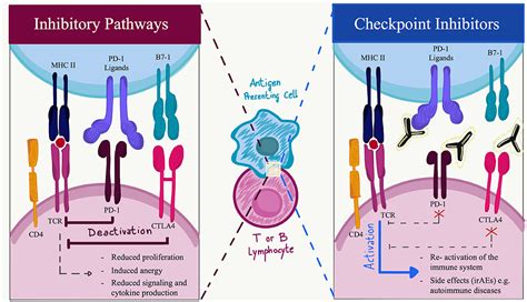Frontiers PD 1 PD L Axis In Neuroinflammation New Insights