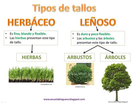 Pin On Ciencias Science And Nature Herbs Garden