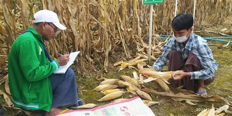 ဟိုပန်၌ အစေ့ထုတ်ပြောင်းမျိုးစေ့ ယှဉ်ပြိုင်စမ်းသပ်ကွက် စံကွက်ရိပ်သိမ်းခြင်းဆောင်ရွက