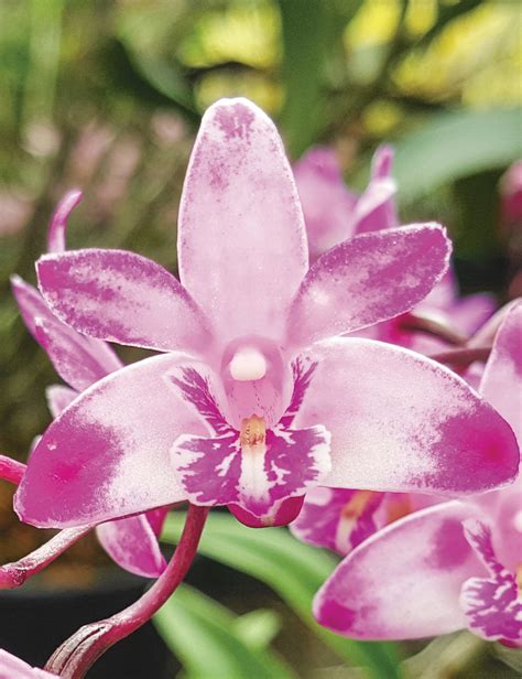 Dendrobium Orchid Amethyst Tesselaar