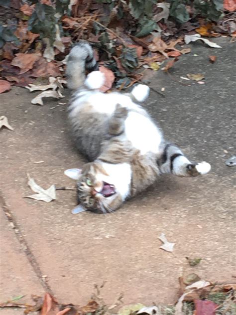My Neighbor Found Our Cat While They Were Raking Their Leaves And This