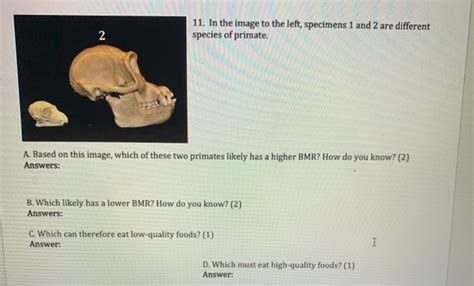 Solved 9 Look At The Primate Skeleton To The Left A Based