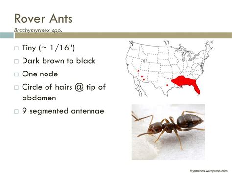 Free Printable Ant Identification Charts [pdf] With Pictures