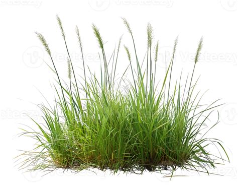 Lush Green Grass Tuft 55081077 Png