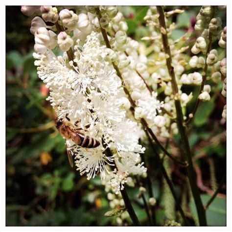 Premium Photo Honey Bee Pollinating Flowers