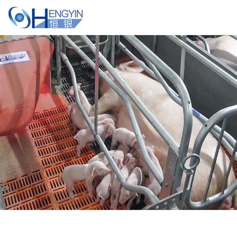 Farrowing Crates For Pigs Farrowing Pen Pig Farrowing Crate Farrowing