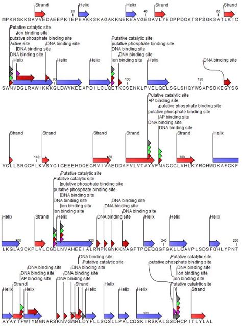 The Predicted Secondary Structure And Annotated Function Sites Of The