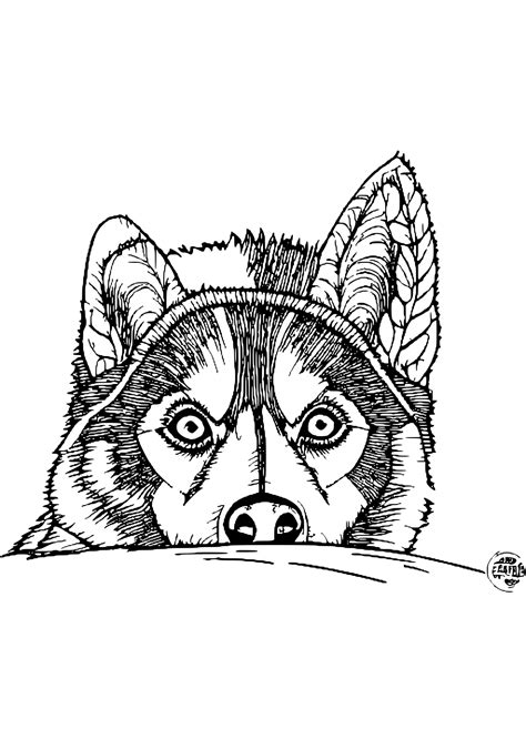 Siberian Huskey Coloring Pages 2025