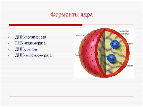 Ферменты в медицине - презентация онлайн