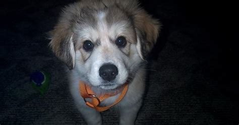 My New Puppy Hes Full Blood Alaskan Malamute Hes Only 9 Weeks Old