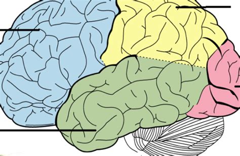 Telencephalon Diagram Quizlet