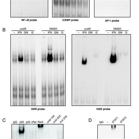 Cytokine Expression Profile Of Neutrophil Like Plb 985 Cells A