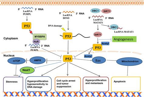Differential Expression Of Long Non Coding RNAs As Diagnostic Markers