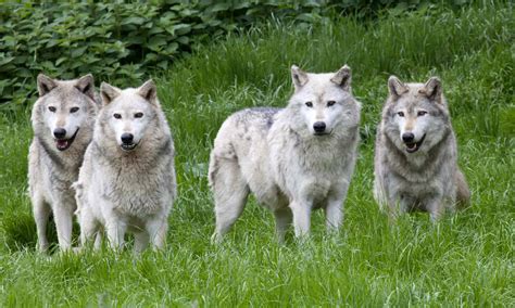 Eurasian Wolf Animal Facts Canis Lupus Lupus A Z Animals