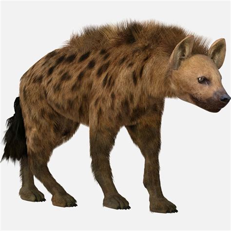 Spotted Hyena Crocuta Crocuta 3d Model By Gabrielcasamasso