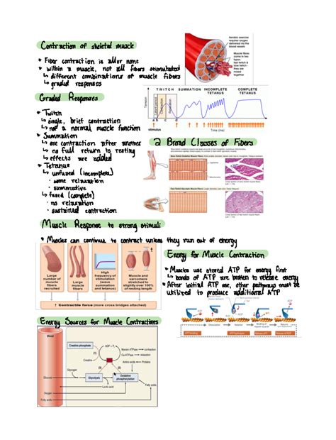 Muscle Physiology 2 Professor Dr Eade Biol 217 Studocu