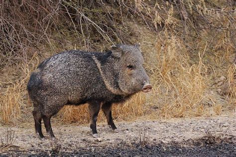 Tayassuidae Animal Database Fandom