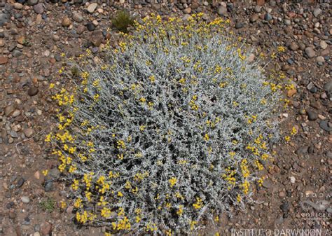 Figure 1 From Senecio Filaginoides Dc As A Source Of Allelopathic