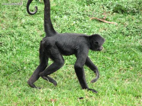 Curiosidades Sobre Os Macacos e suas Características Animais