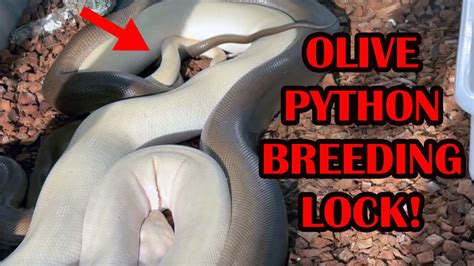 Cracking The Olive Python Breeding Code Youtube