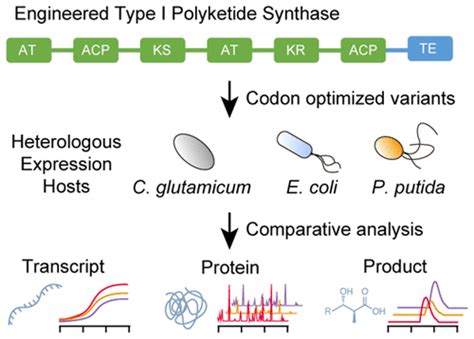 Acs Synthetic Biology Vol 12 No 11