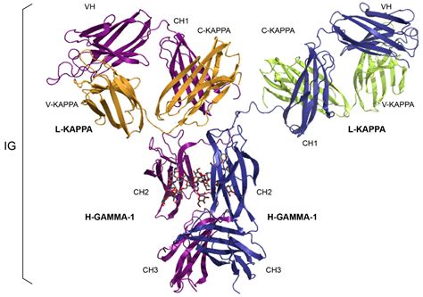 Biomedicines Free Full Text Immunoglobulins Or Antibodies Imgt