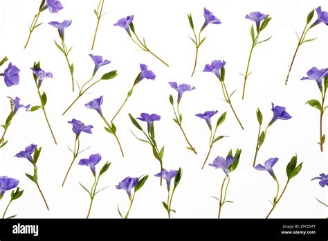 Flowers Texture Purple Periwinkle Flowers Pattern On A White