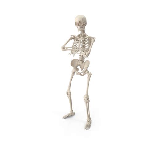 Skeleton B Boy 3d Incl Breakdance And Arms Crossed Envato Elements