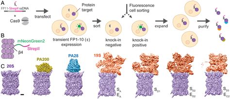 Structural Insights Into The Human Pa2820s Proteasome Enabled By