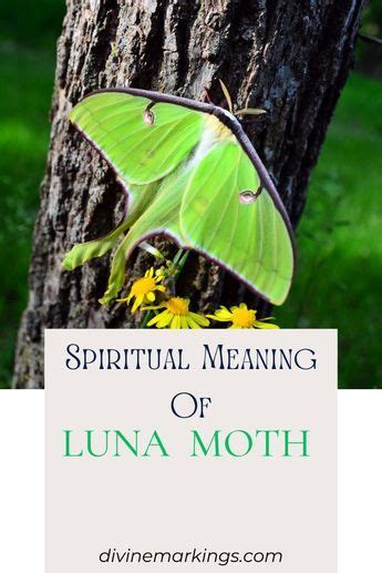 Intrigued By The Spiritual Meaning Of Luna Moths Discover How These