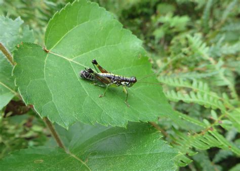 Weird Algonquin Grasshopper By Robo Birdie On Deviantart