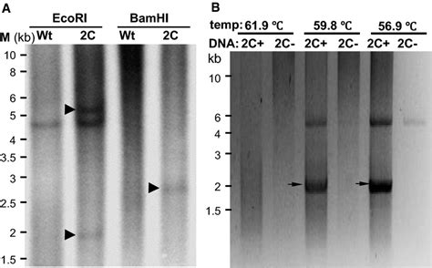 Southern Blot Analysis Of Wt And 2c Thymic Dnas And Amplification Of 2c