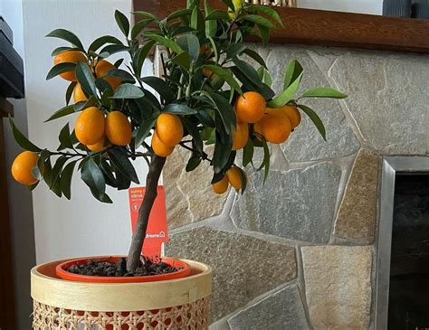 Conoce Los árboles Frutales Que Puedes Tener En Maceta El Siglo De