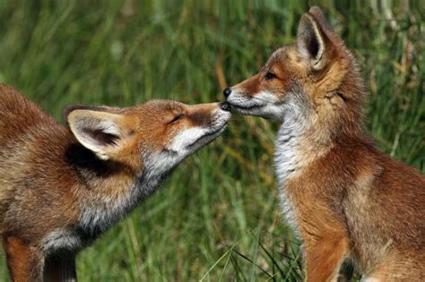 草原中的野生小狐狸图片 草原中的野生狐狸素材 高清图片 摄影照片 寻图免费打包下载