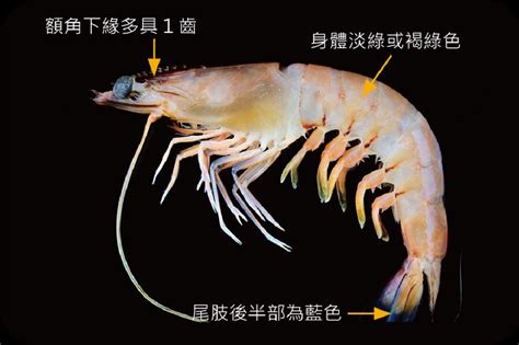 寬溝對蝦 農業知識入口網