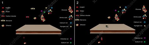 Cell Membrane Semi Permeability Illustration Stock Image C0582500