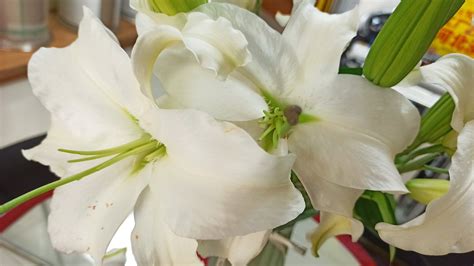 Fleur Lis Blanc Photo Gratuite Sur Pixabay Pixabay