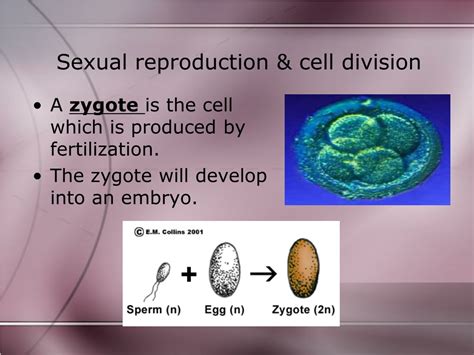 Ppt Reproduction Asexual Vs Sexual Division Powerpoint Presentation Id 9691567