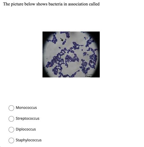 Diplococcus