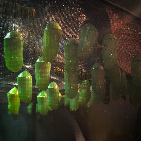 Monarch Butterfly Chrysalis • 𝐒𝐎𝐍𝐉𝐀 𝐊𝐈𝐍𝐆